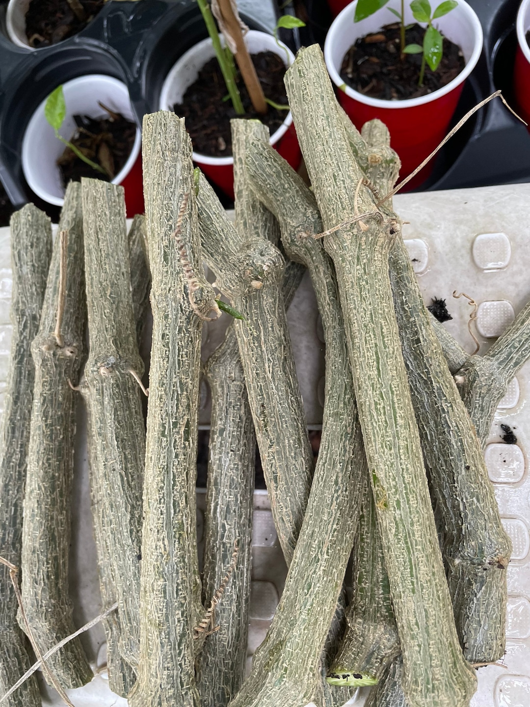 Flash Sale! Fresh 3 Cuttings 6-8” for Plant (tindora)(kovakkai ...