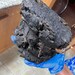 1 Pound FRESH Cow Manure/organic for Plant Growth and Other Uses From ...