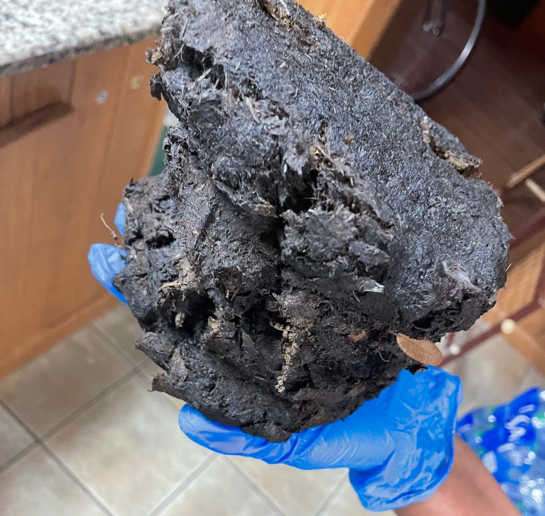 1 Pound FRESH Cow Manure/organic for Plant Growth and Other - Etsy