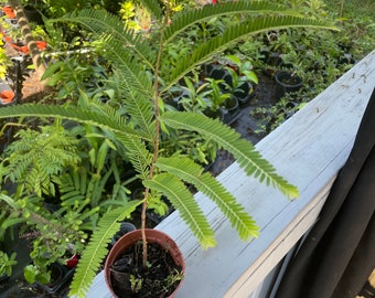 AMLA Live Plant Aka Emblica Officinalis Indian Gooseberry - Etsy