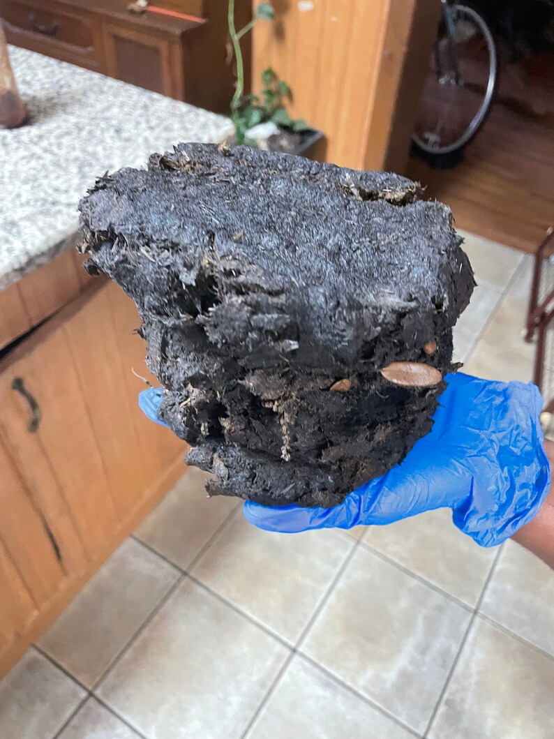 1 Pound FRESH Cow Manure/organic for Plant Growth and Other - Etsy
