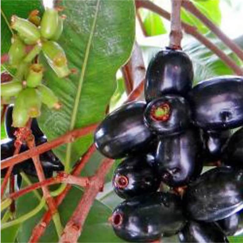Jamun Jambul Fruit Plant 1 8 Syzygium Cumini INDIAN WAX - Etsy