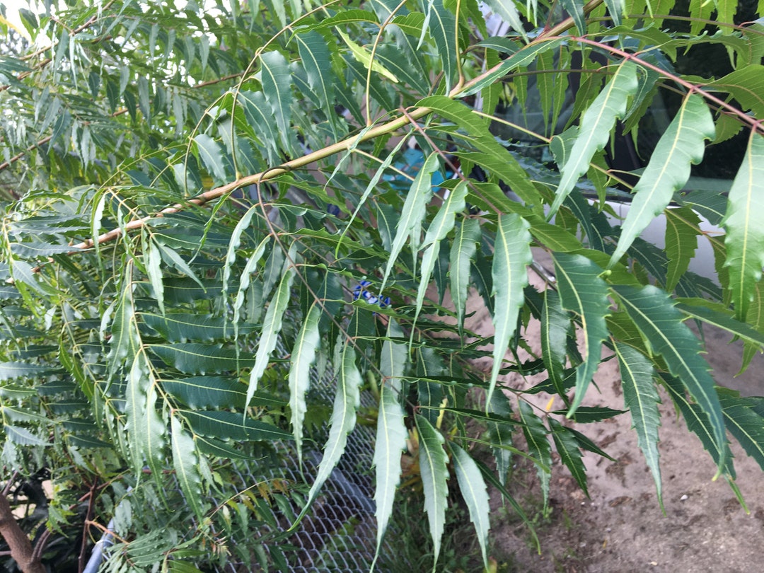 Neem Leaves! Fresh Fresh Florida Grown, (aryaveppila) Azadirachta ...