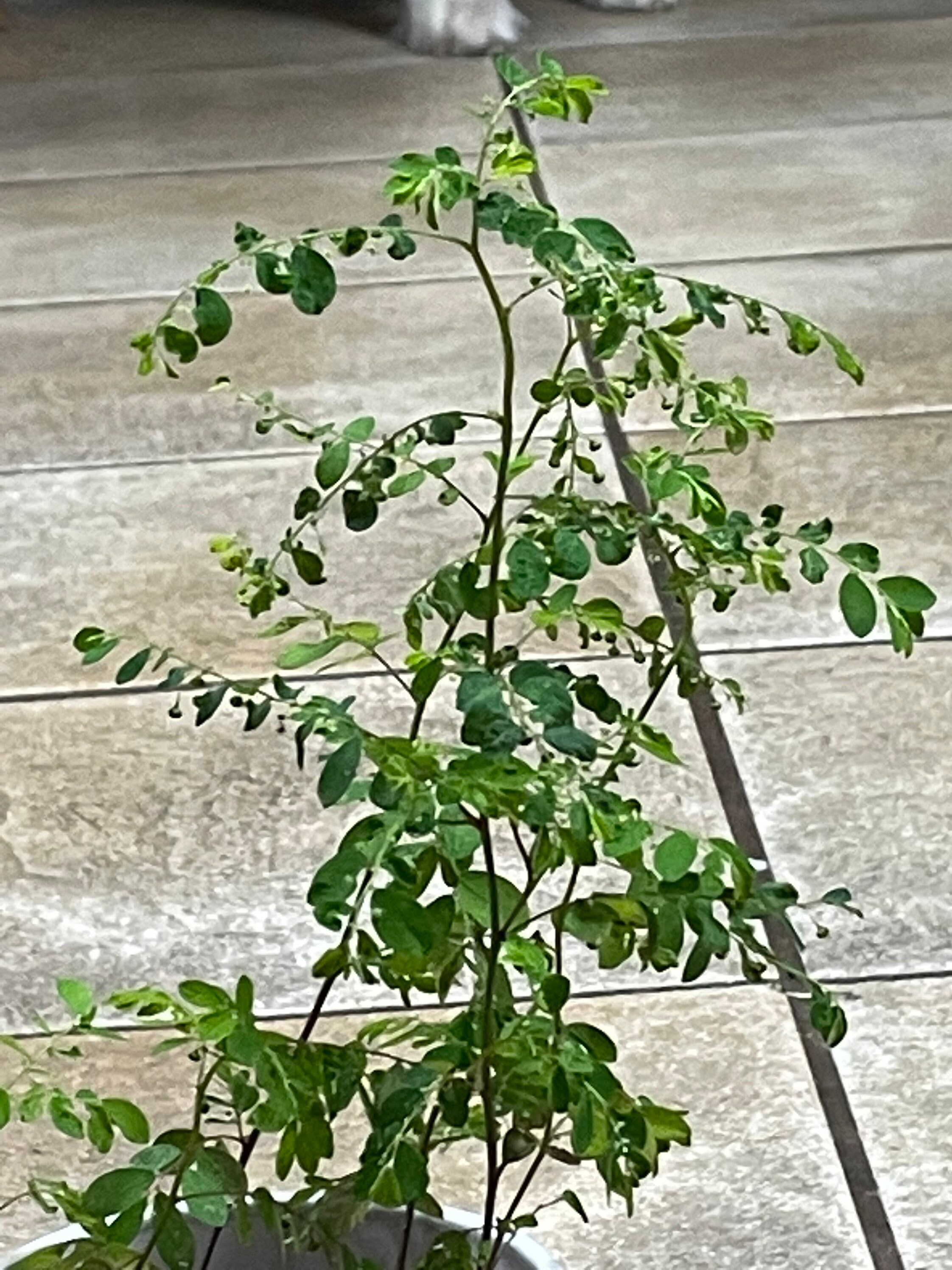 1 Keezharnelli Phyllanthus Niruni Stone Breaker or Seed | Etsy