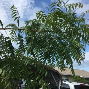 Neem Leaves! Fresh Fresh Florida Grown, (aryaveppila) Azadirachta ...