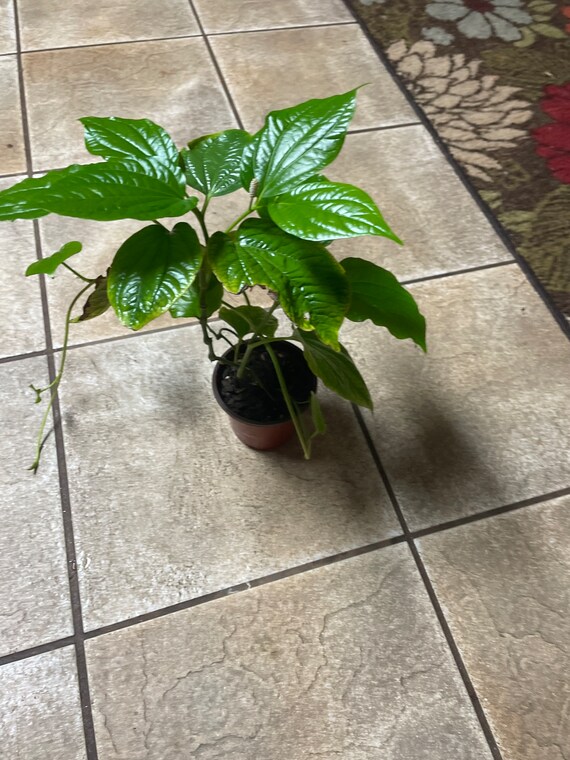 Bush Betel Leaf Plant La Lot Plants With Roots Developed - Etsy