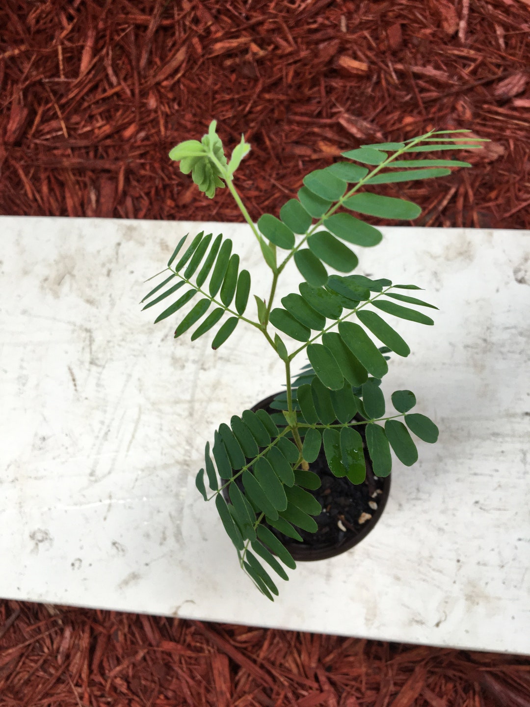 Tamarind Plant - Etsy