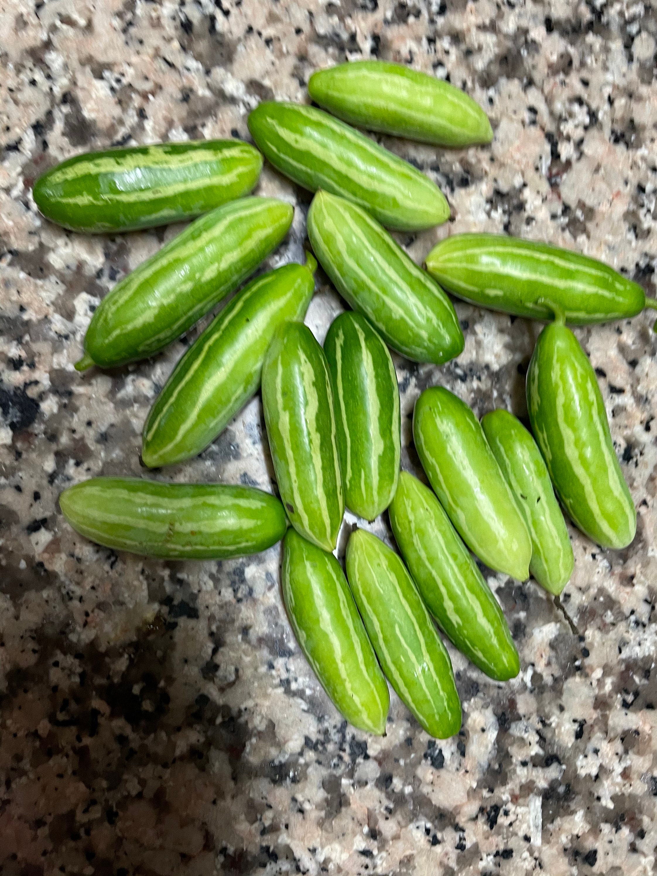 Long Variety-normal Stem! Tindora! Dondakaya-long Variety -1 Tindora ...
