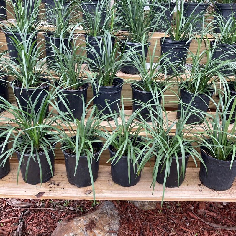 Dwarf Mondo Grass - Etsy