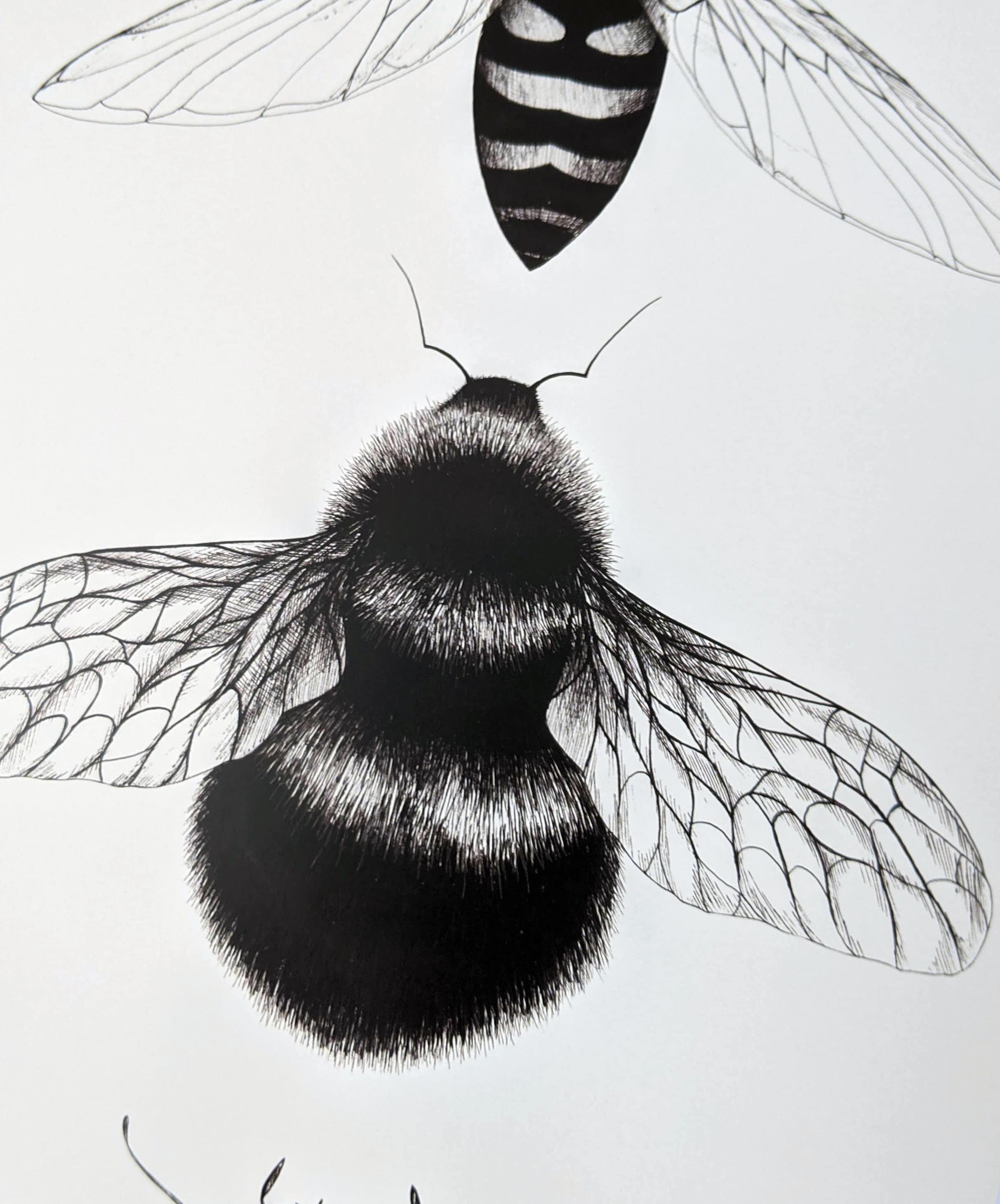 Modern Insects Print Bumblebee Drawing Wall Art Bug Ink Illustration ...