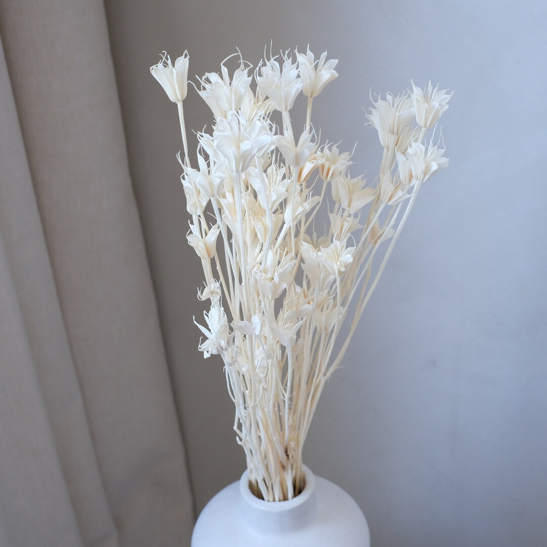 Preserved Nigella Orientale of 2 Bunches| Dried Octagon Flower ｜rustic ...