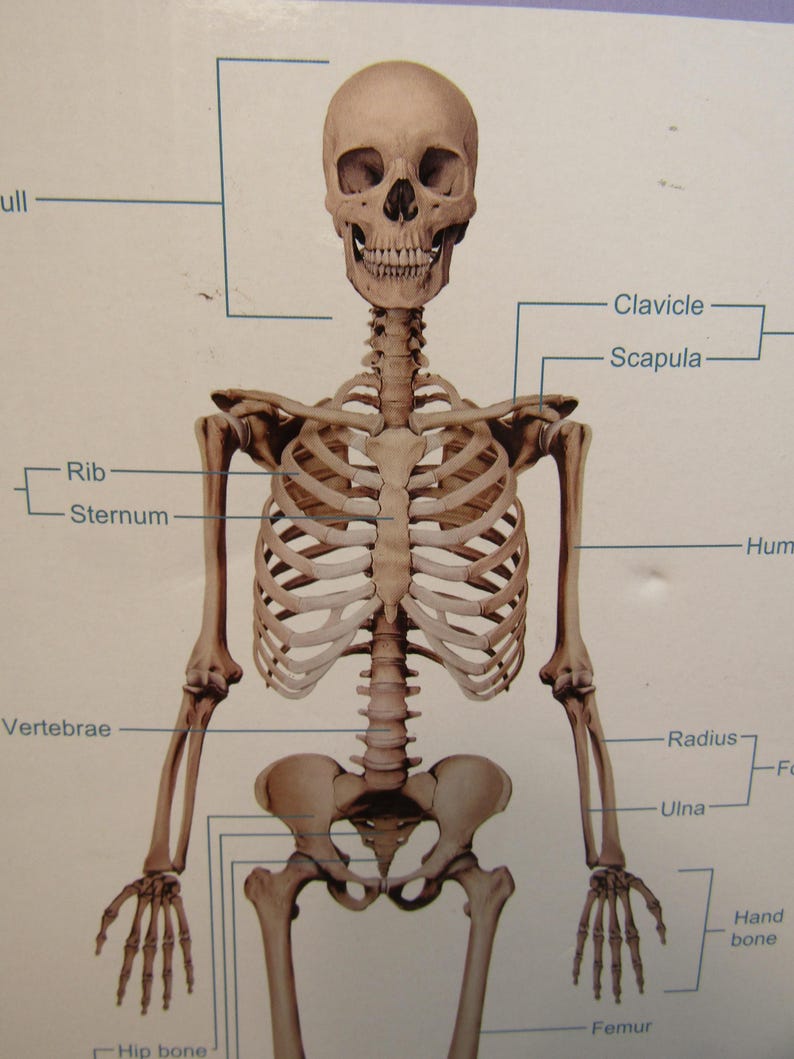 Mini Human Skeleton - Model Human Body Skeleton Perfect for Anatomy ...