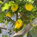 Cassia Auriculata Seeds- Cassia Tree- Yellow - Etsy