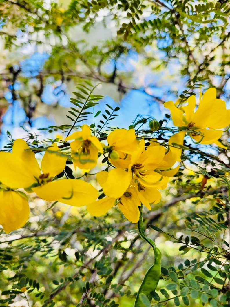 Cassia Auriculata Seeds- Cassia Tree- Yellow - Etsy