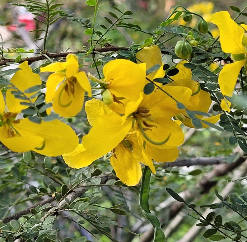 Cassia Auriculata Seeds- Cassia Tree- Yellow - Etsy