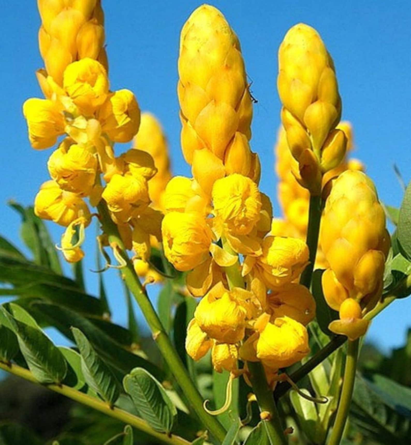 Candlestick Cassia Senna Alata - Etsy