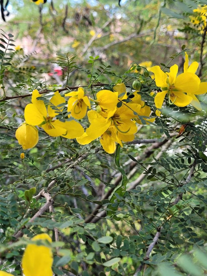 Cassia Auriculata Seeds- Cassia Tree- Yellow - Etsy