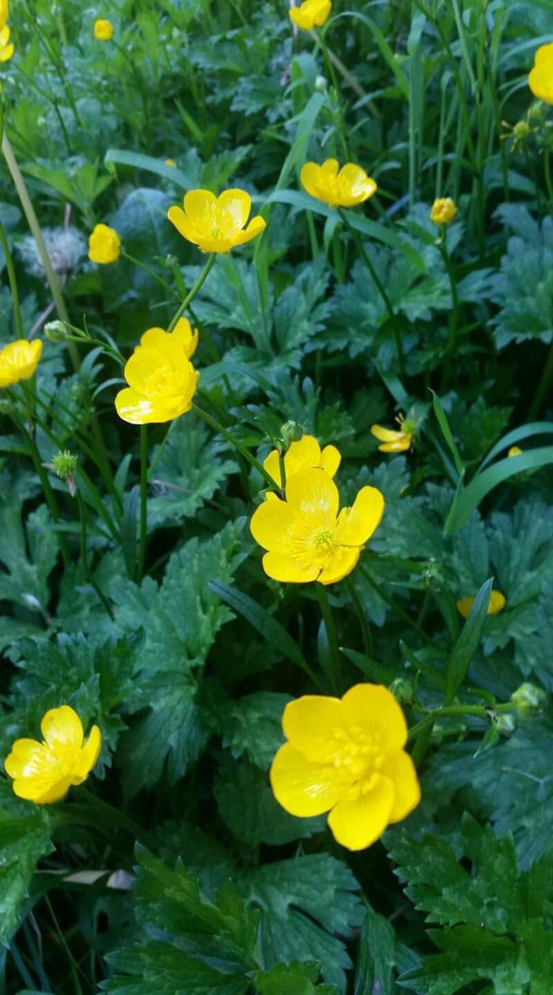 Buttercup Seeds - Etsy
