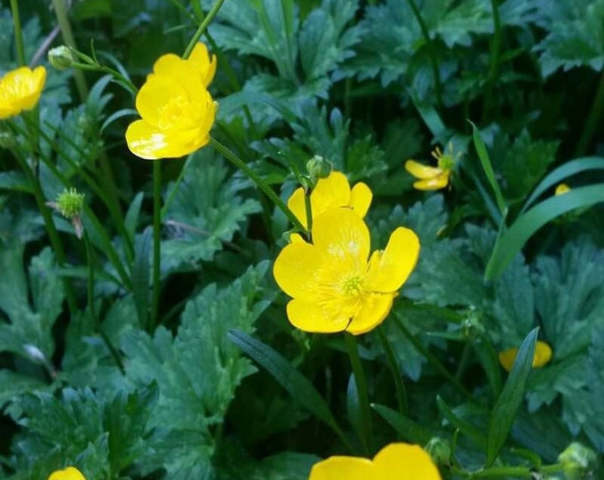 Buttercup Seeds - Etsy