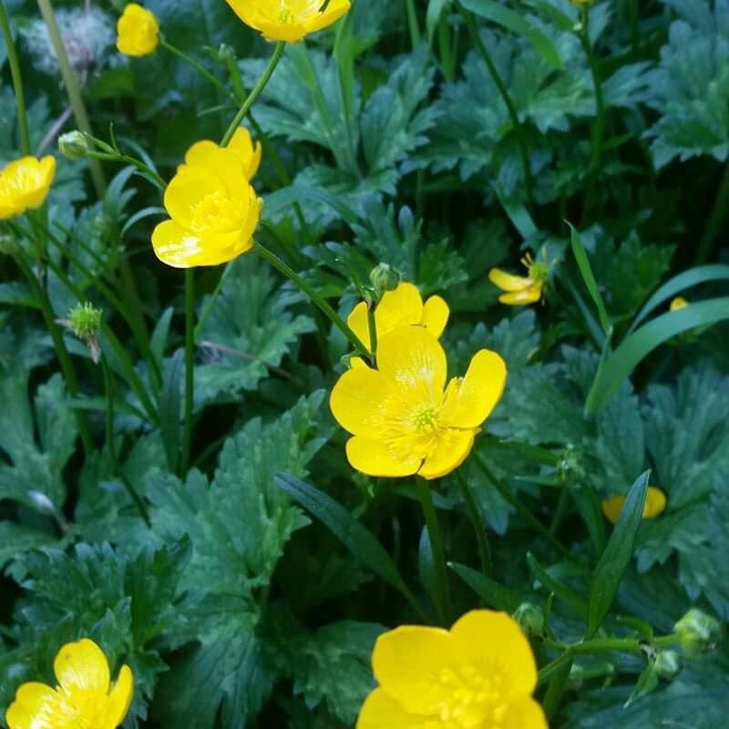 Buttercup - Etsy