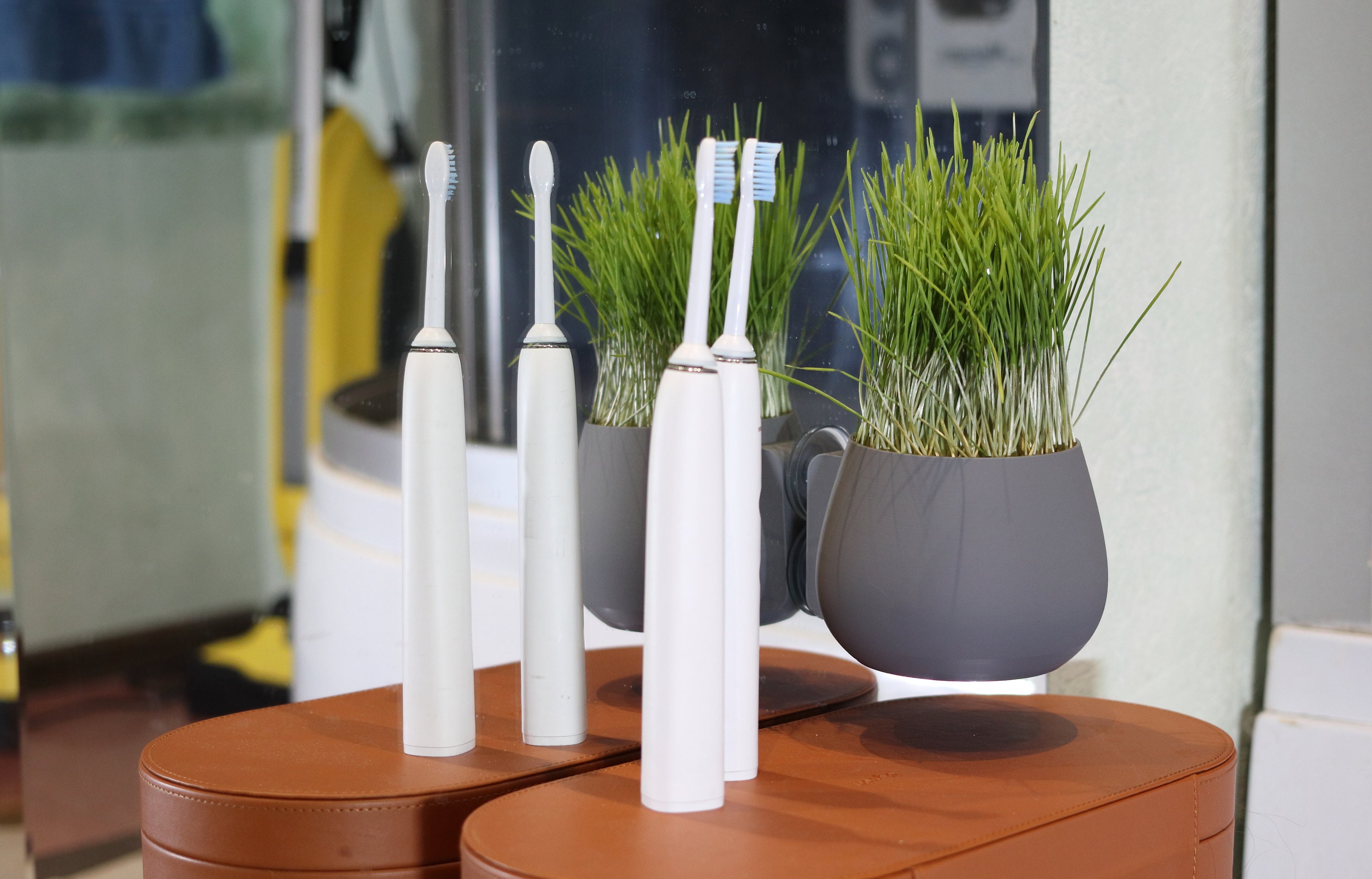 Cozy Window Suction Planter for Mirrors, Tiles Cat Grass, Herbs ...