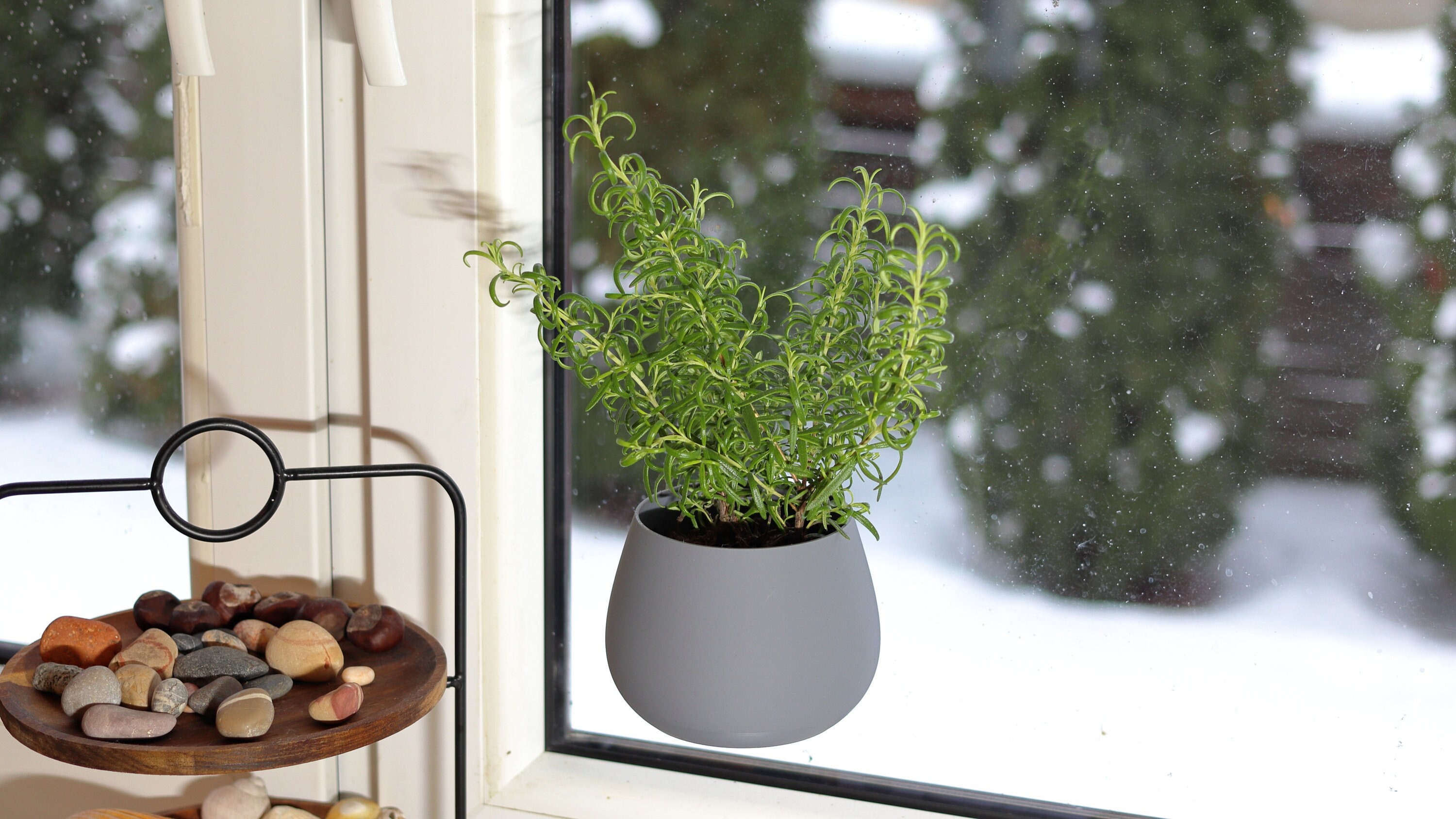 Cozy Window Suction Planter for Mirrors, Tiles Cat Grass, Herbs ...