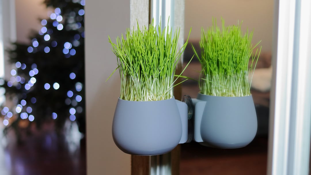Cozy Window Suction Planter for Mirrors, Tiles Cat Grass, Herbs ...