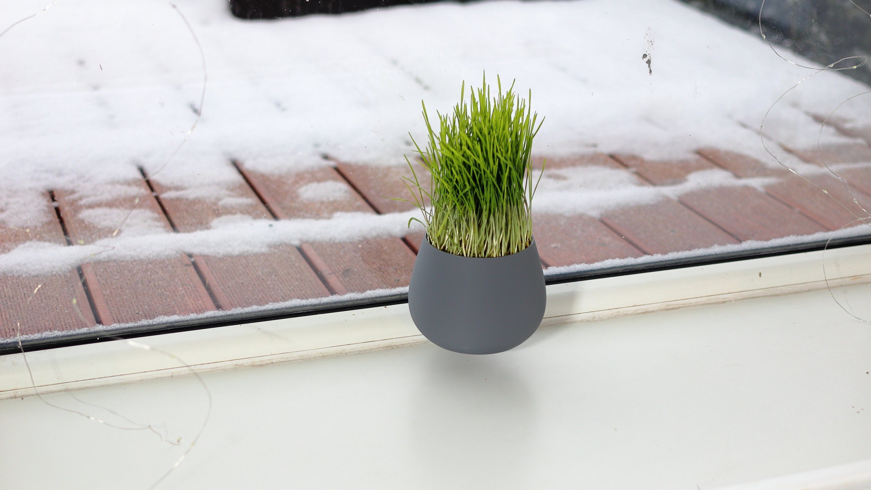 Cozy Window Suction Planter for Mirrors, Tiles Cat Grass, Herbs ...
