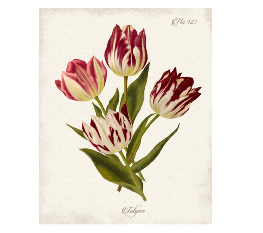 DIGITAL ART, Vintage Tulips Download, French Tulips Clipart, Vintage ...