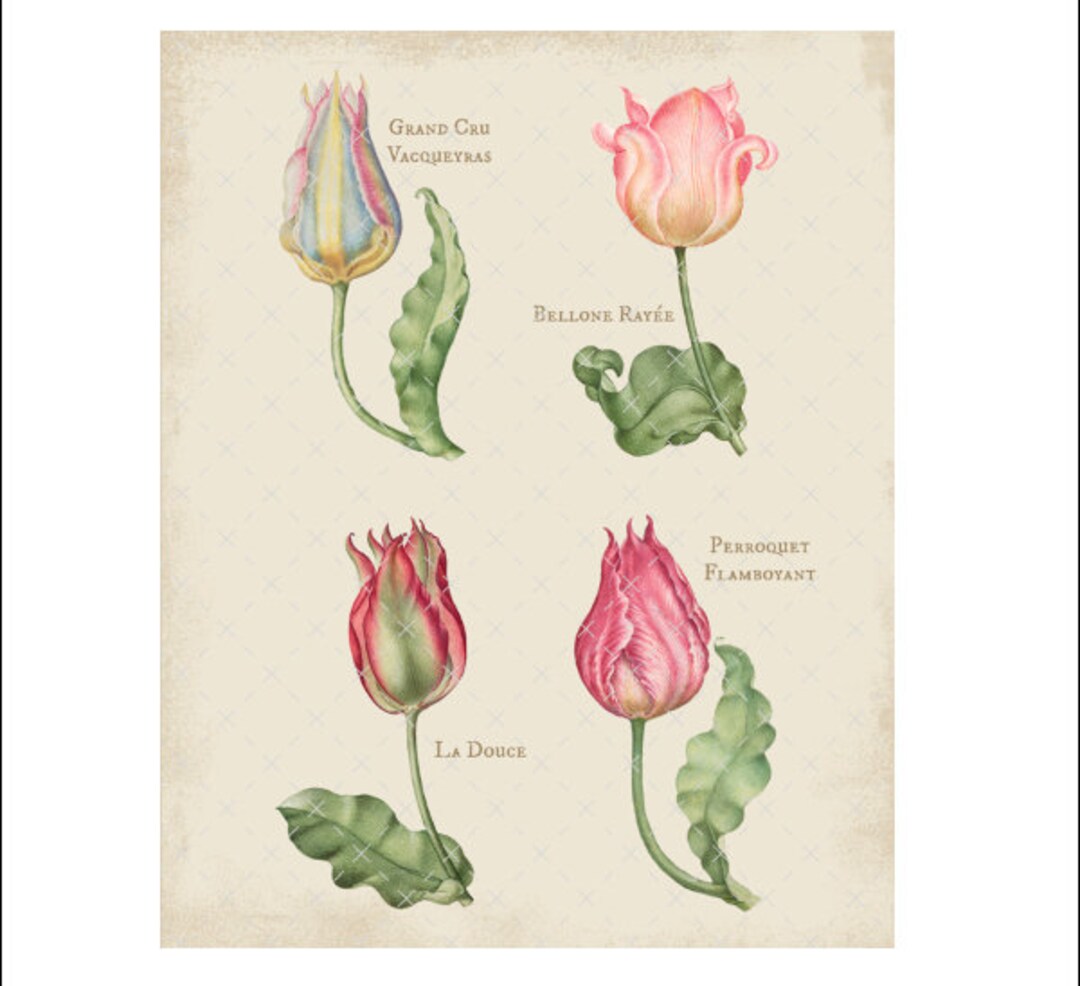DIGITAL ART, Vintage Tulips Download, French Tulips Clipart, Vintage ...