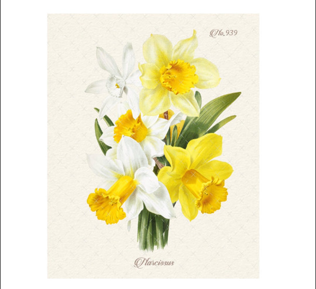 DIGITAL ART, Vintage Daffodils Download, French Daffodils Clipart ...