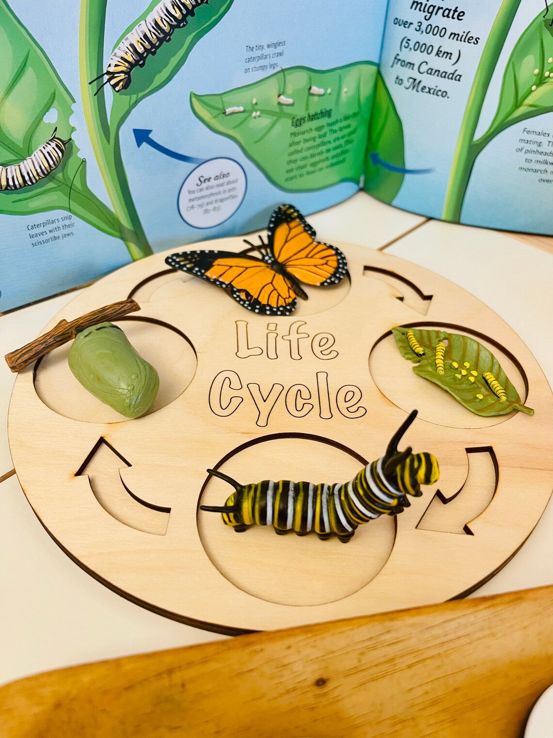 Life Cycle of a Monarch Butterfly Life Cycle Board Montessori | Etsy