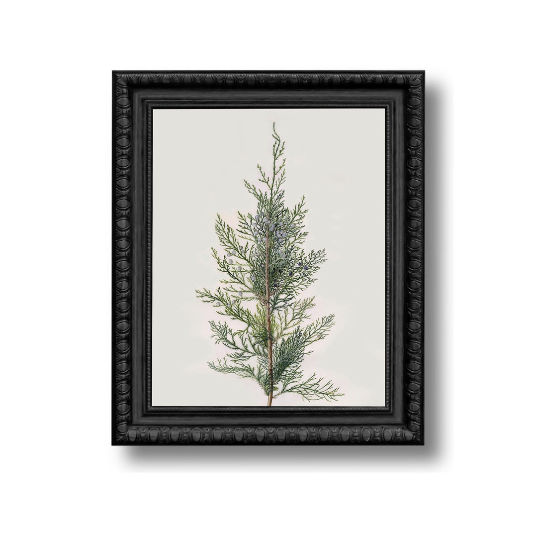 Vintage Botanical Winter Branch Print, Country Holiday Wall Decor ...