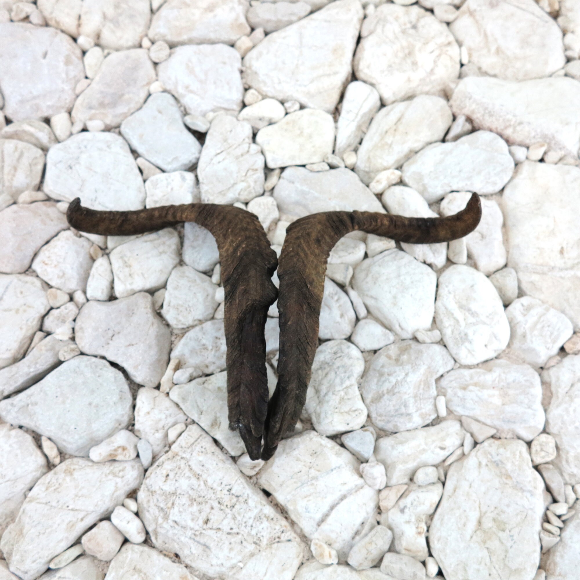 Goat Horns Medium Size Wavy Shape - Etsy