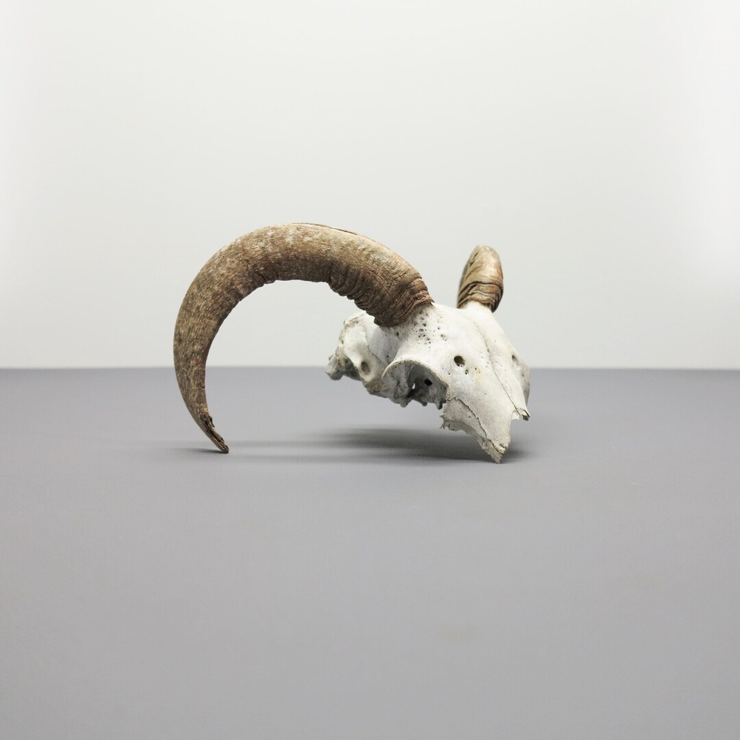 Ram Horns on Skull Fragment Compact Size Weathered - Etsy