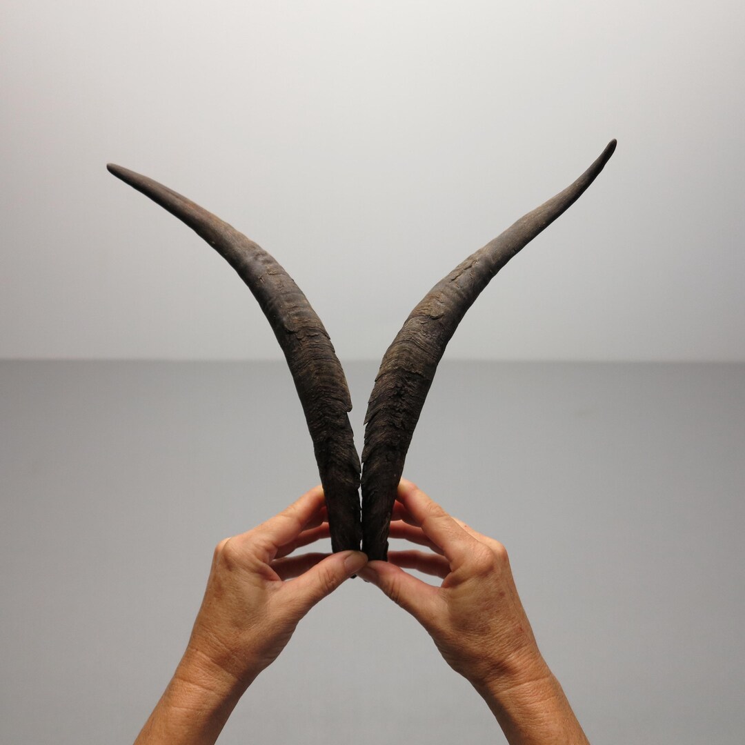 Goat Horns Common Size Iconic Shape - Etsy