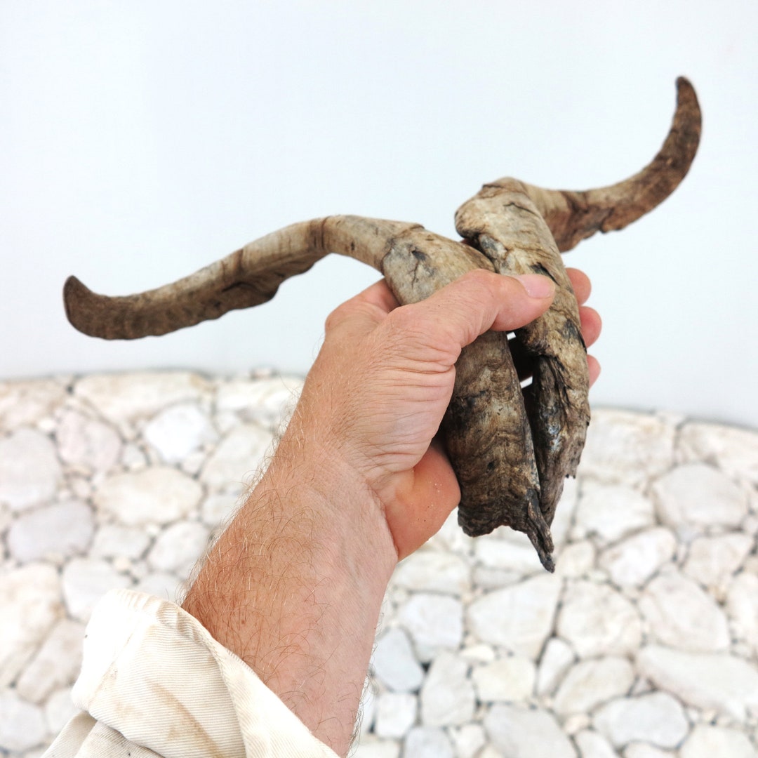 Goat Horns Medium Size Iconic Shape - Etsy