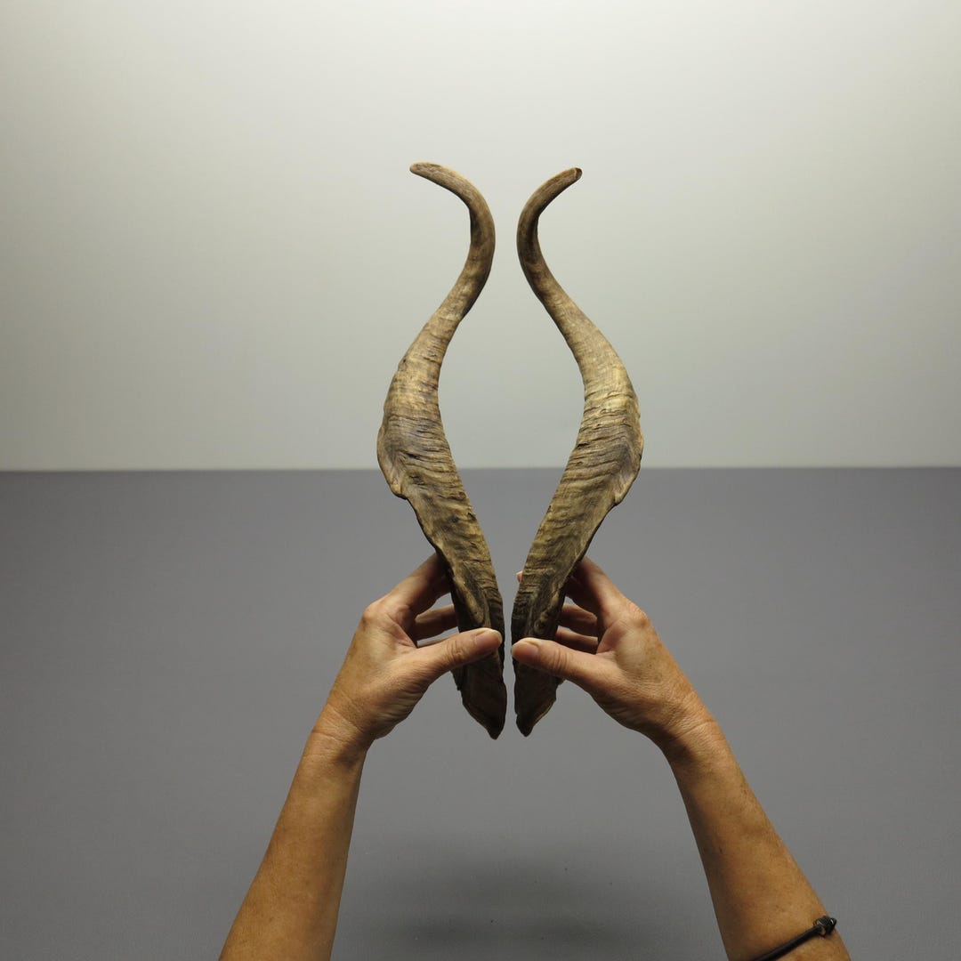 Goat Horns • Large Size • Wavy Shape - Etsy