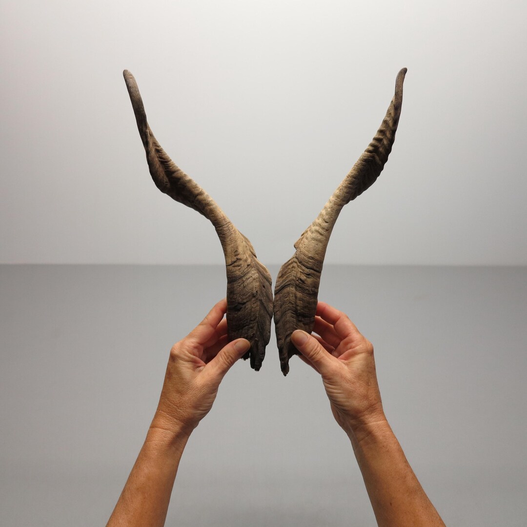 Goat Horns • Common Size - Etsy