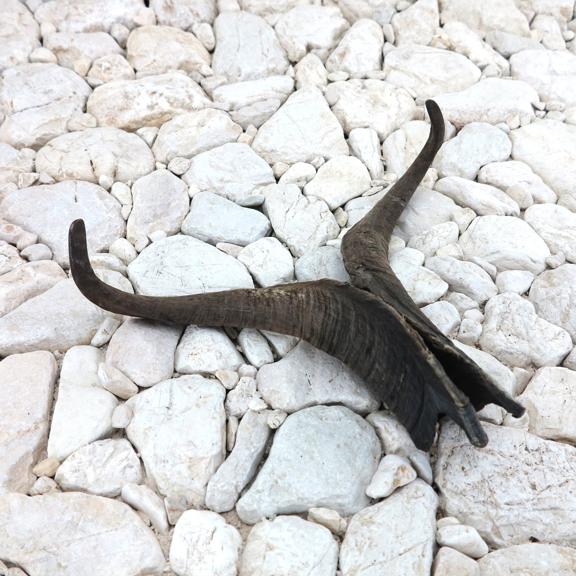 Goat Horns Medium Size Iconic Shape - Etsy