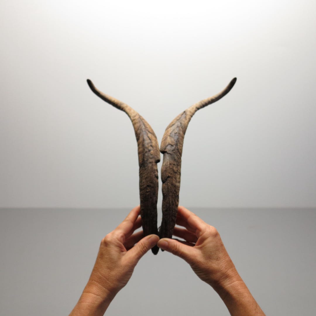 Goat Horns • Common Size - Etsy