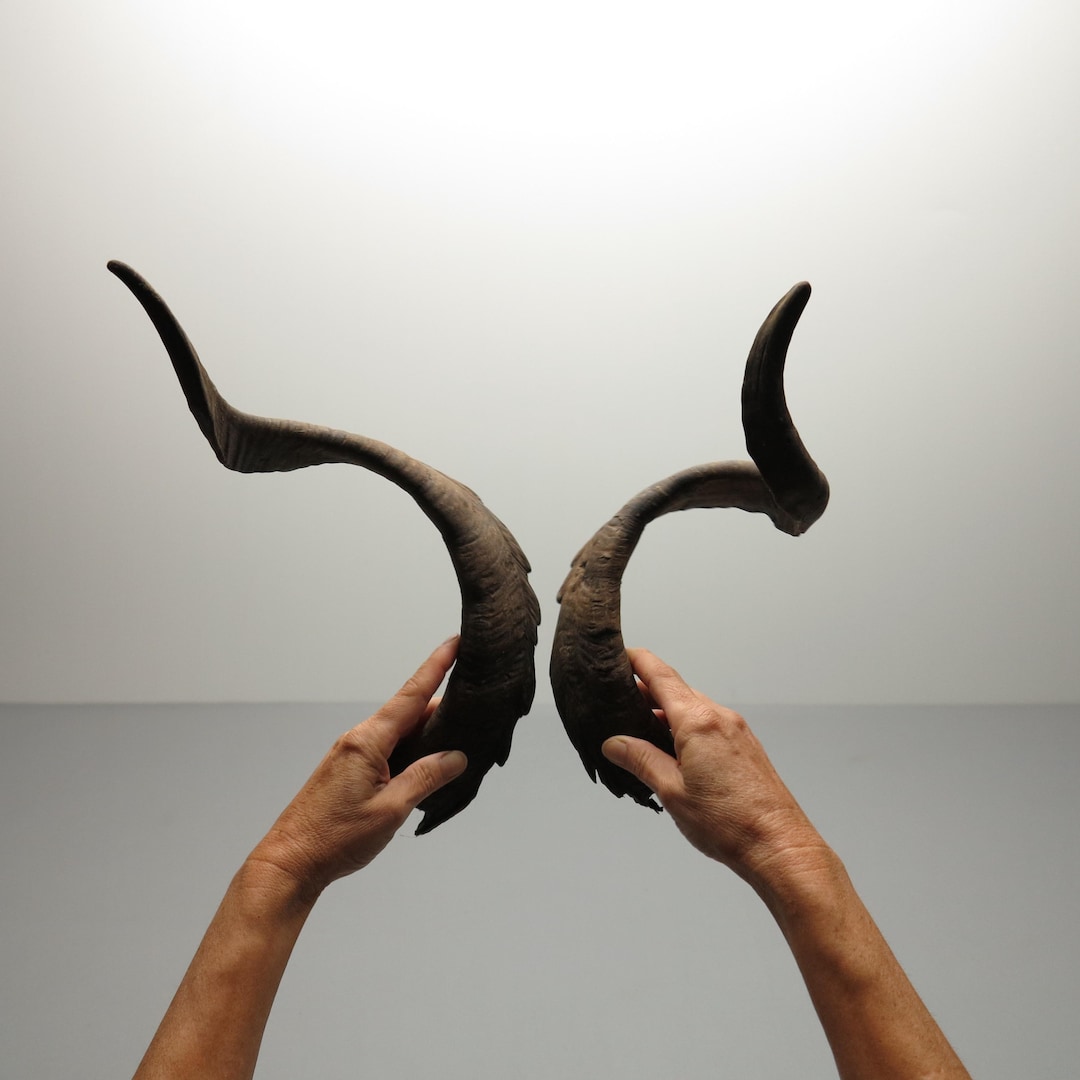 Goat Horns • Large Size • Curly Shape - Etsy