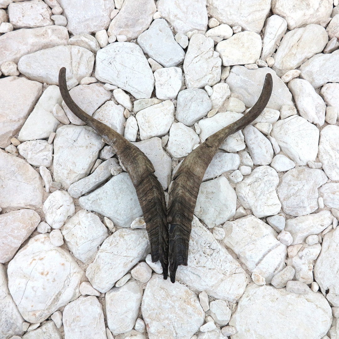 Goat Horns Compact Size Iconic Shape - Etsy