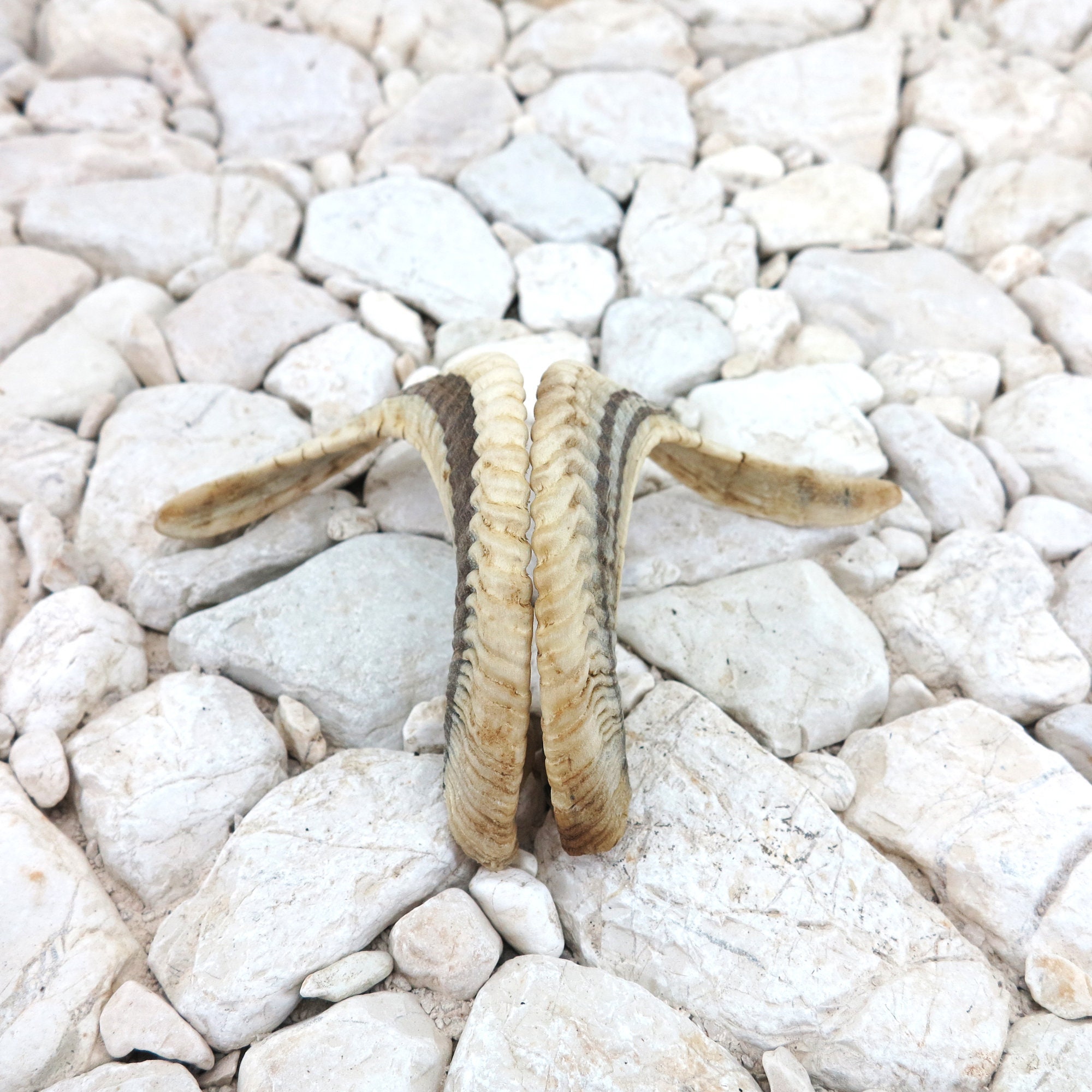 Ram Horns Small Size Light - Etsy