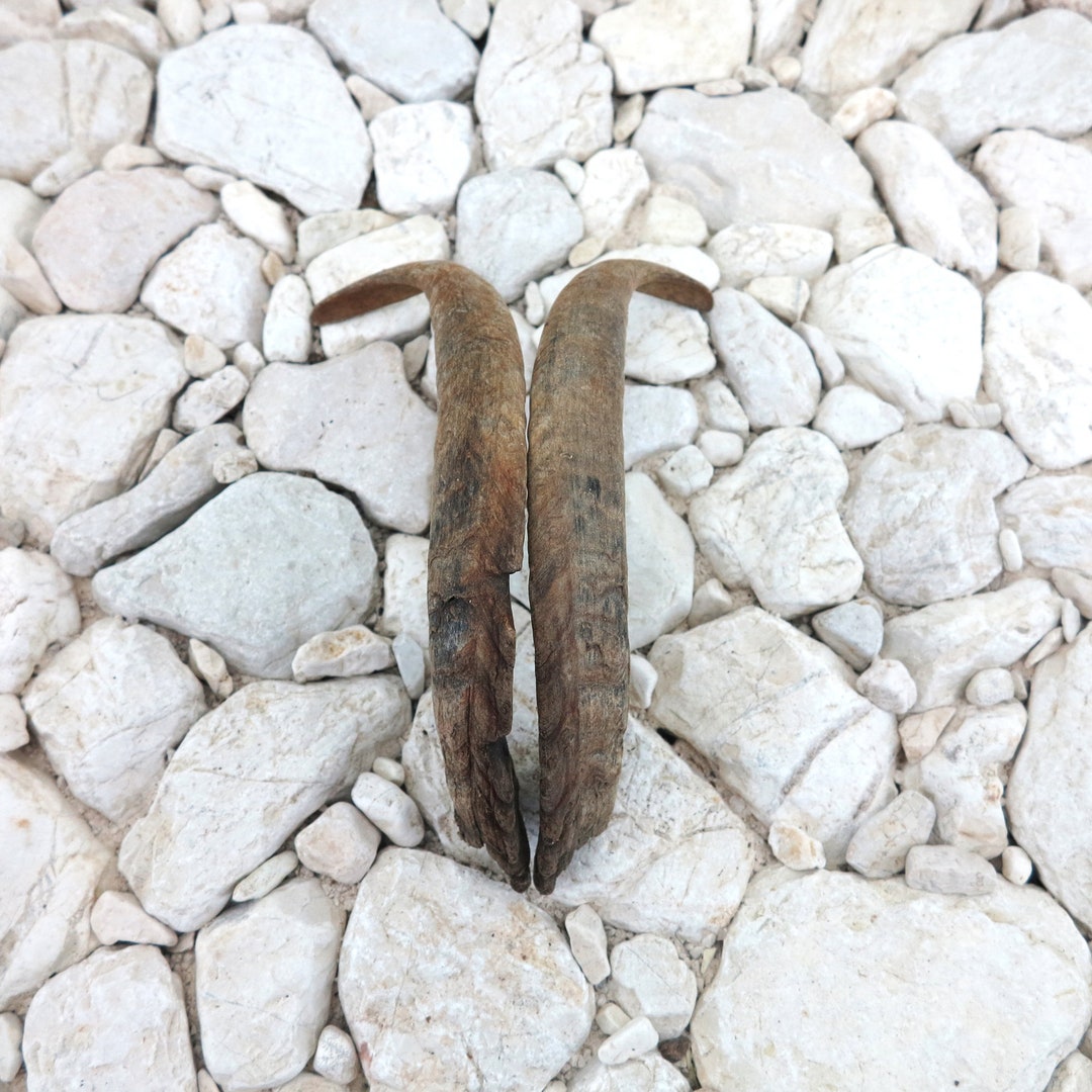 Goat Horns Small Size Classic Shape - Etsy