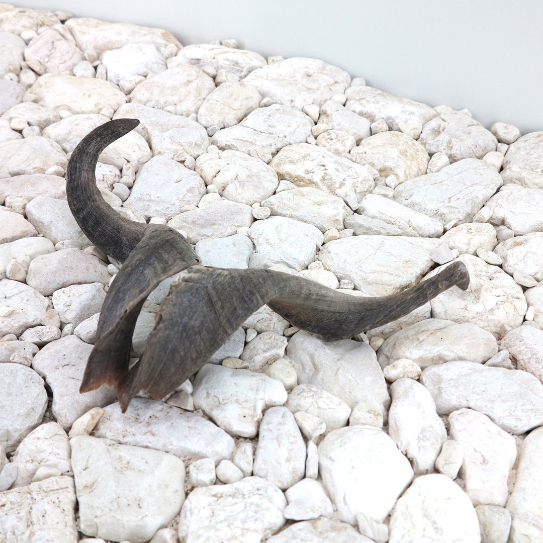 Goat Horns Medium Size Wavy Shape - Etsy