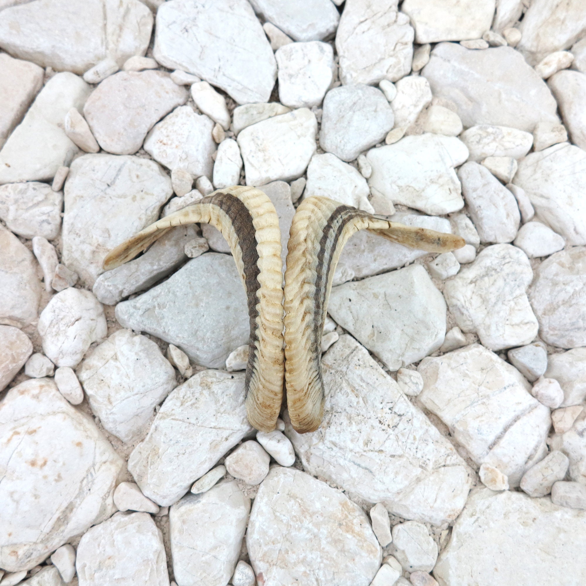 Ram Horns Small Size Light - Etsy