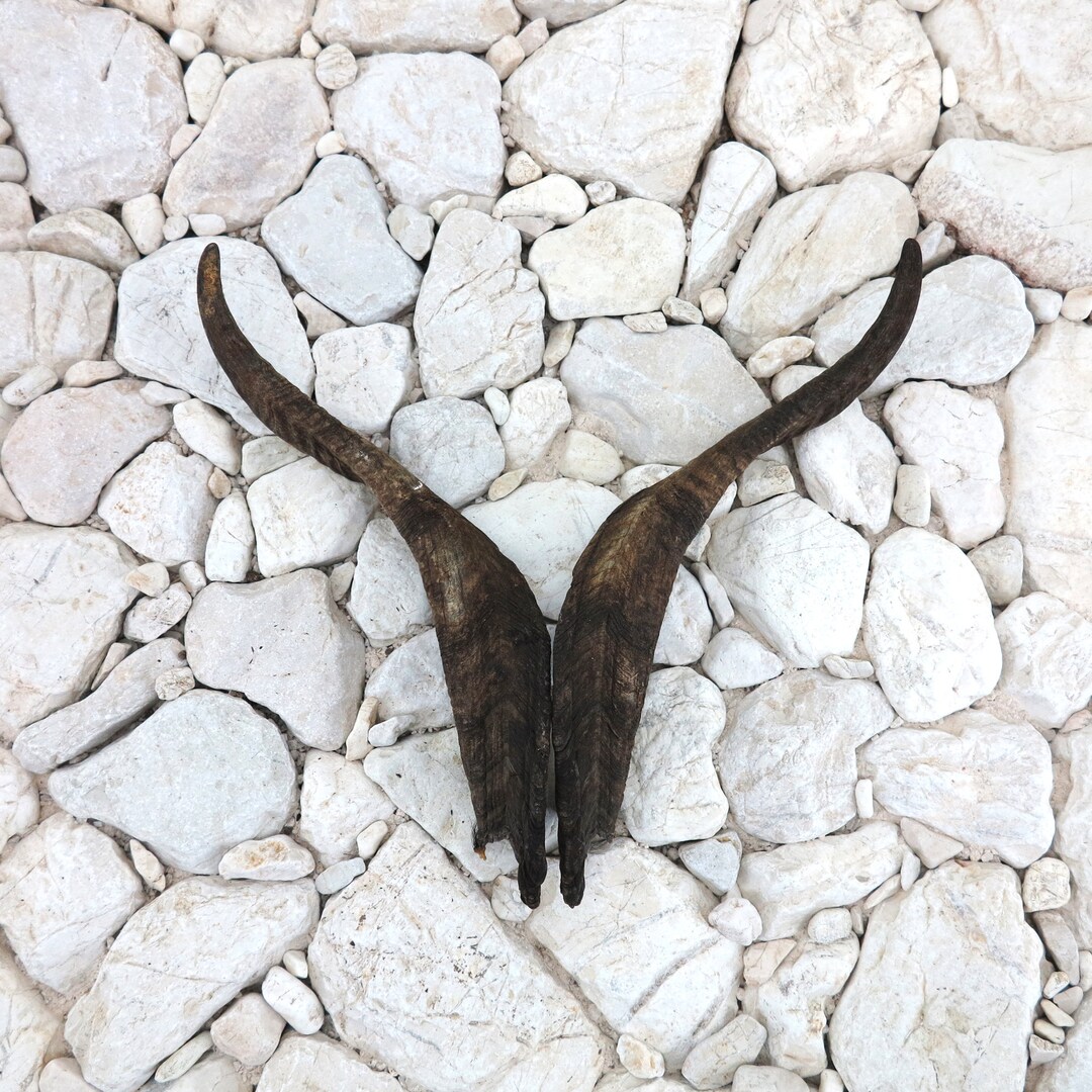 Goat Horns Compact Size Iconic Shape - Etsy