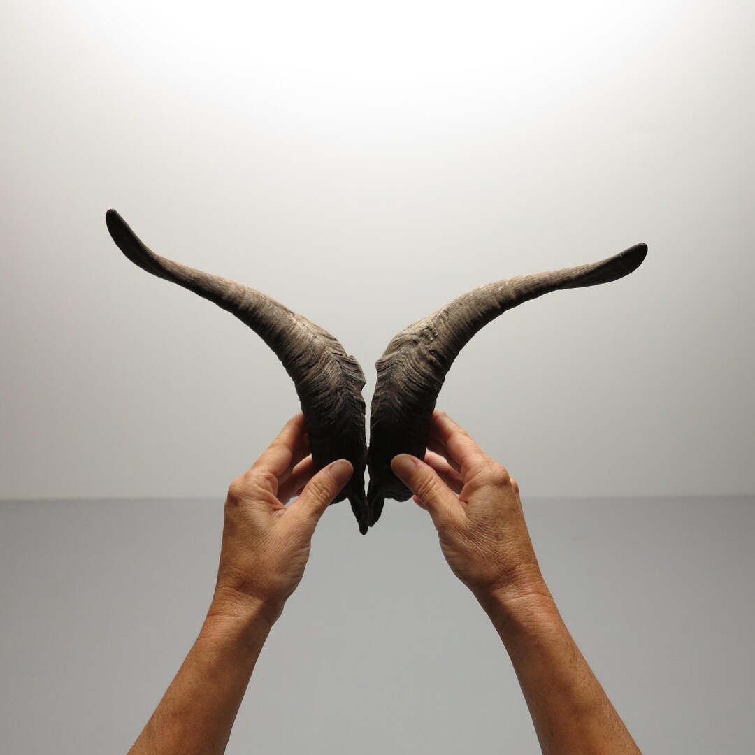 Goat Horns Small Size Iconic Shape - Etsy