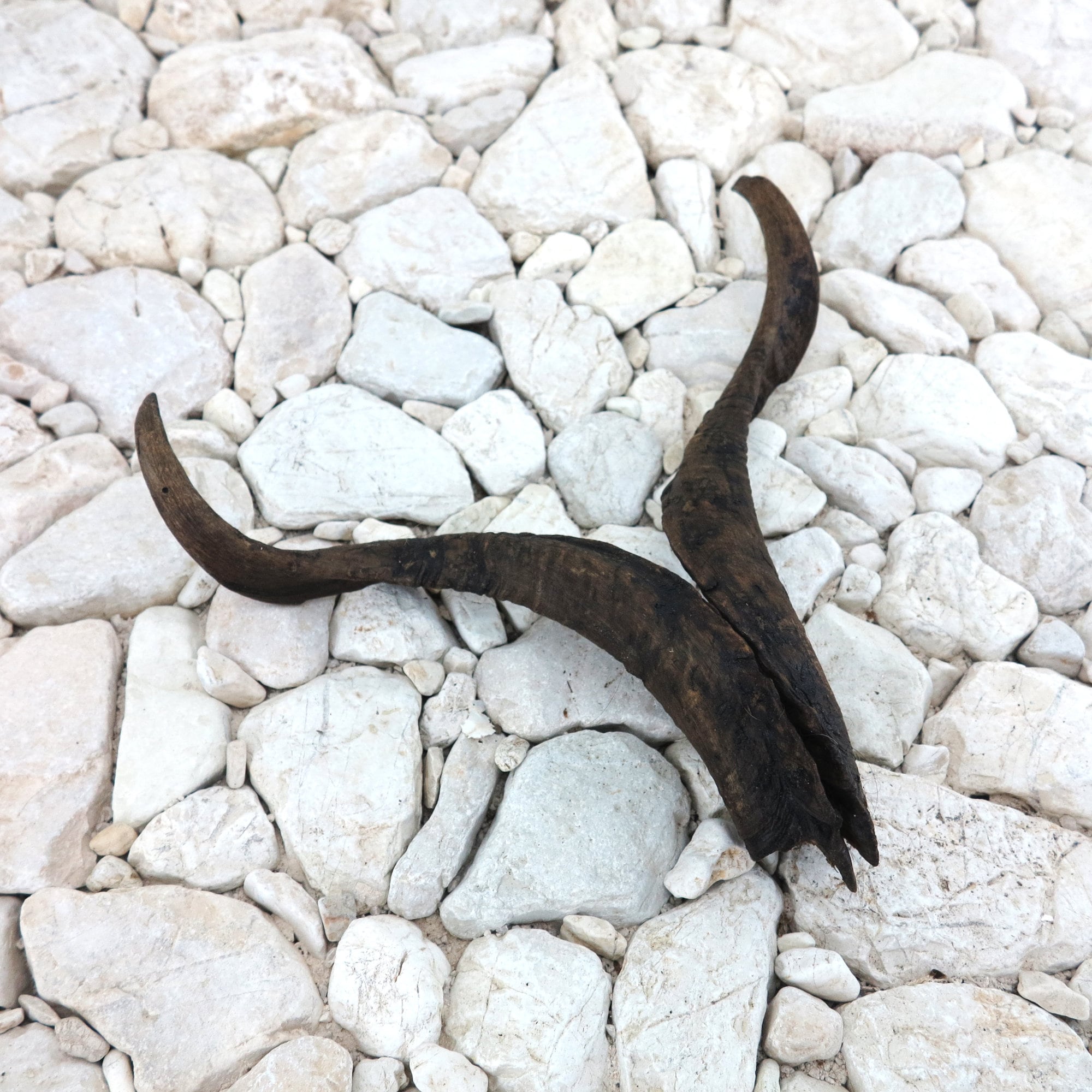 Goat Horns Medium Size Iconic Shape - Etsy